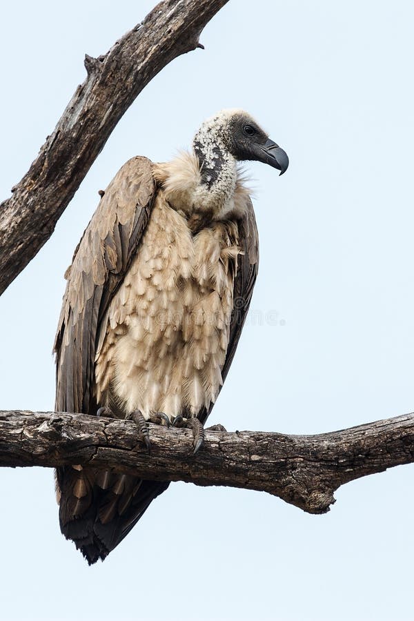 Buitre De Lomo Blanco Volando Antes De Aterrizar Foto de archivo ...