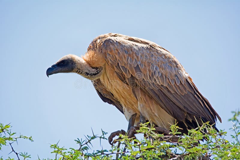 Buitre de espalda blanca imagen de archivo. Imagen de yermo - 67154369