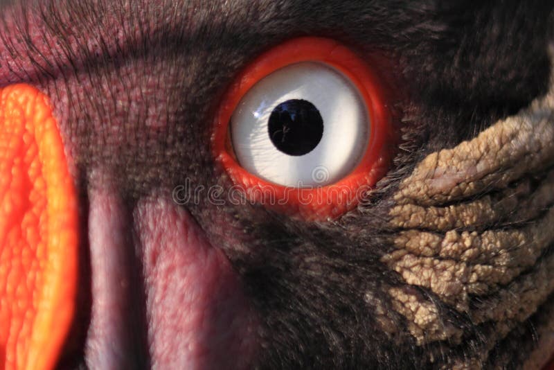 Buitre rey foto de archivo. Imagen de buitre, grande - 20376854