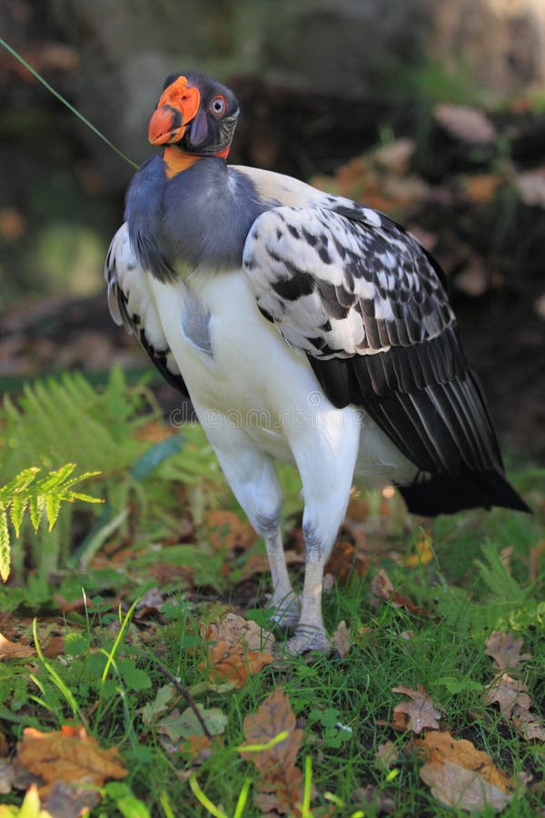 Buitre de rey foto de archivo. Imagen de hierba, papa - 34896104