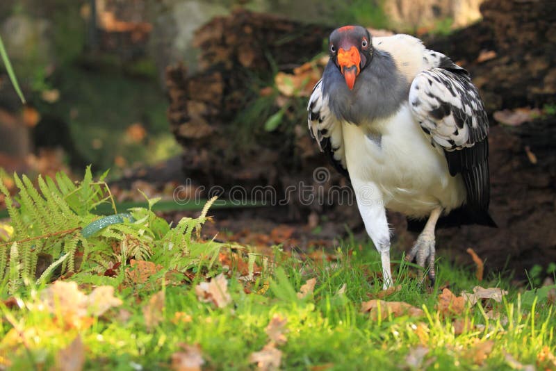 Buitre rey foto de archivo. Imagen de buitre, grande - 20376854