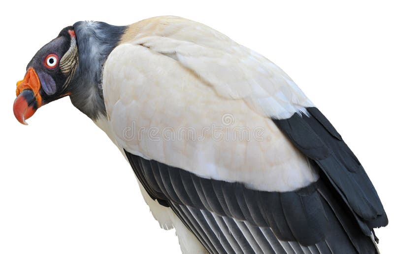 Buitre de rey aislado imagen de archivo. Imagen de pluma - 18596647