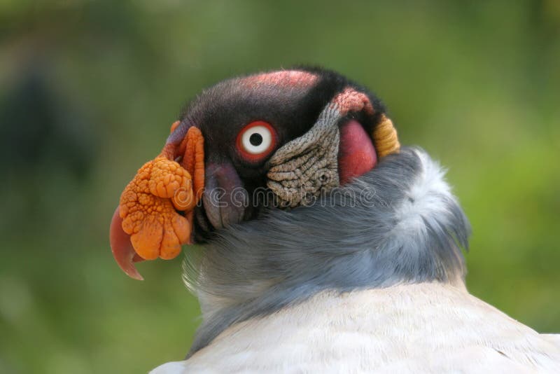 Buitre de rey americano foto de archivo. Imagen de buitre - 19098746