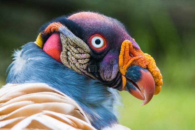 Buitre Rey Sarcoramphus Papa Gran Ave De Prey Familia Catartidae Cuerpo ...