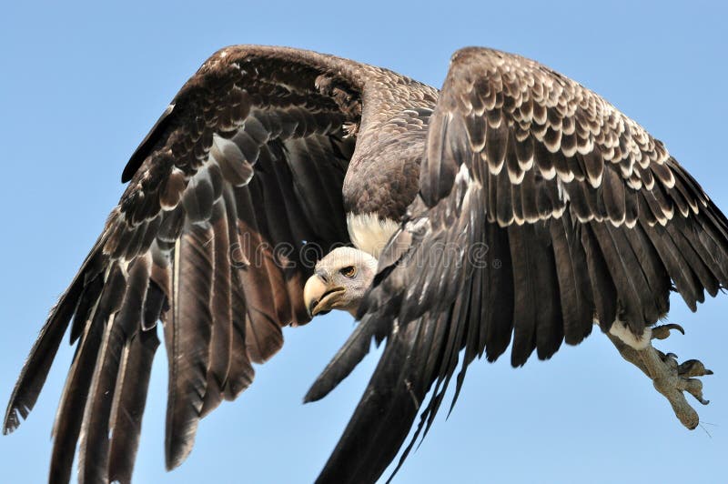 Buitre de Ruppel imagen de archivo. Imagen de buitre - 31315691
