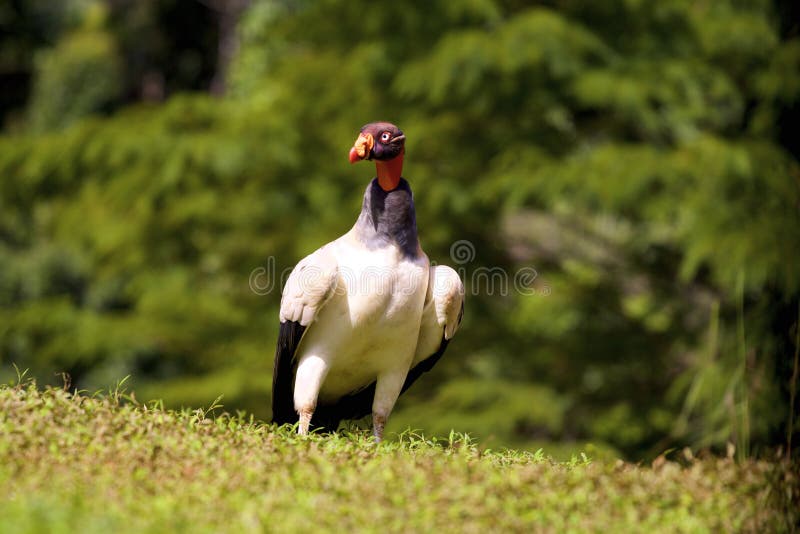 Buitre rey 840089 foto de archivo. Imagen de mundo, buitres - 169339686