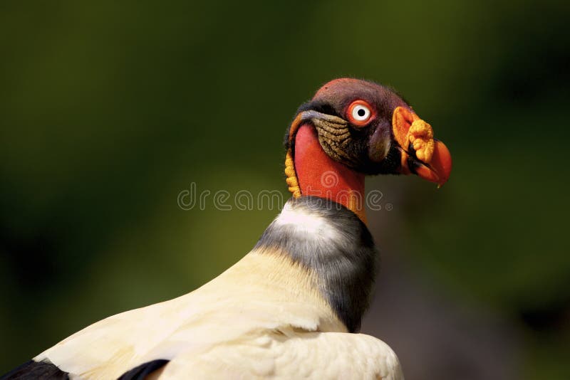 Buitre rey 840089 foto de archivo. Imagen de mundo, buitres - 169339686