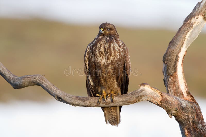 Buizerd stock foto. Image of water, fauna, ochtend, bruin - 15335410