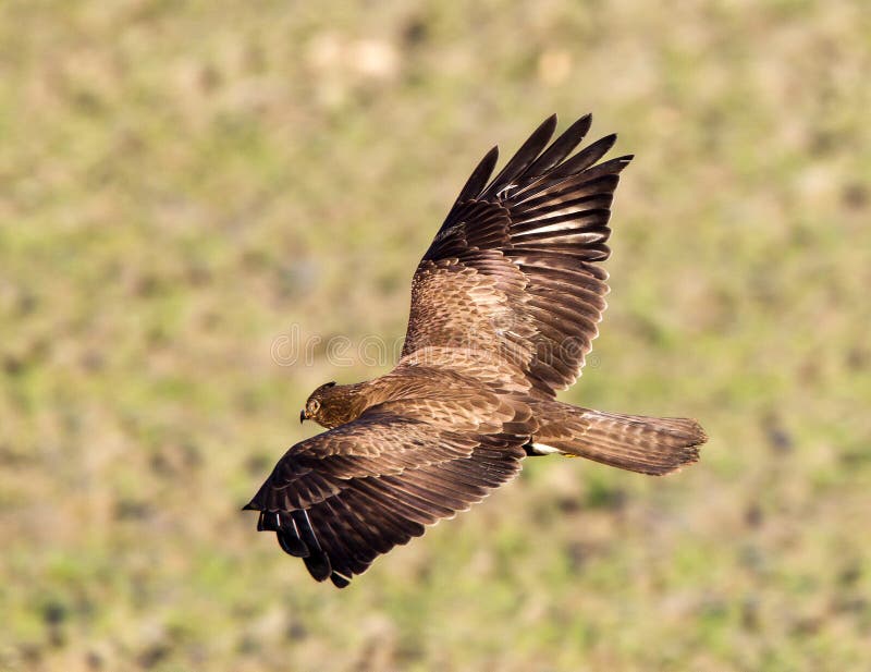 Buzzard in flight stock photo. Image of prey, flight - 128814302
