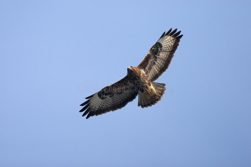 Buzzard in flight stock photo. Image of prey, flight - 128814302