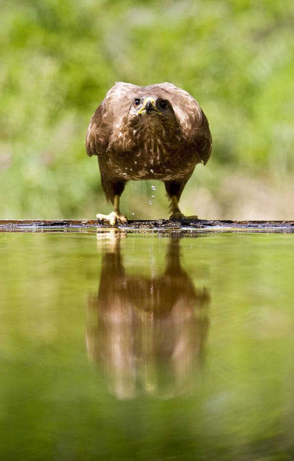 Buizerd, Common Buzzard, Buteo Buteo Stock Image - Image of drinking ...