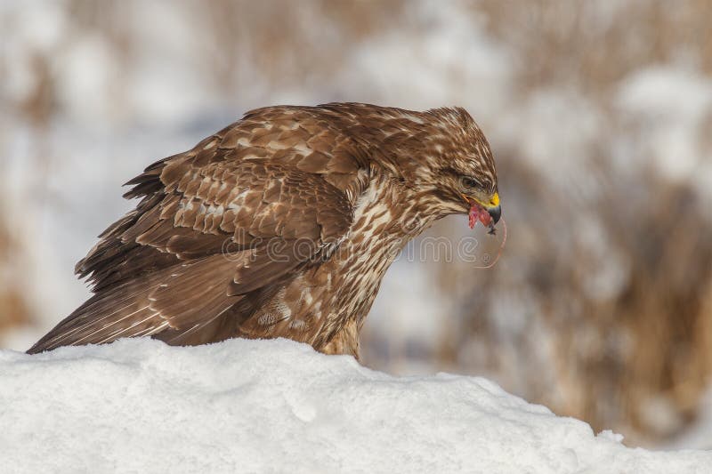 Buizerd die een muis eten stock afbeelding. Image of boom - 29471023