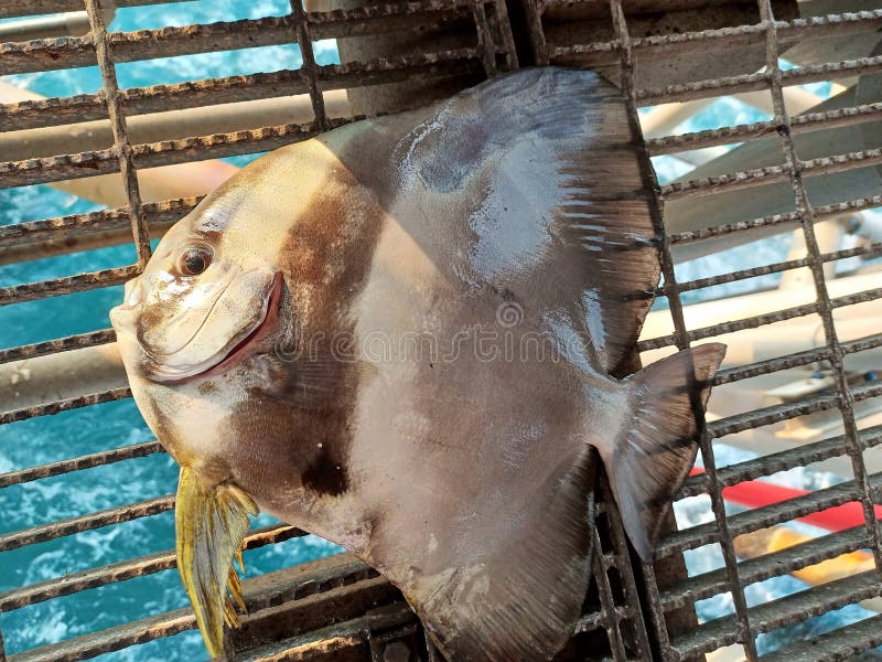 Buka Fish for Dinner, West Java Sea Stock Image - Image of food, fish ...