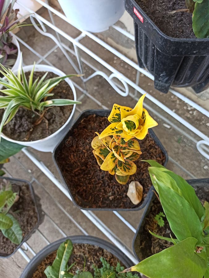 Buka unik dalam pot pov stock image. Image of buka, unik - 222363197