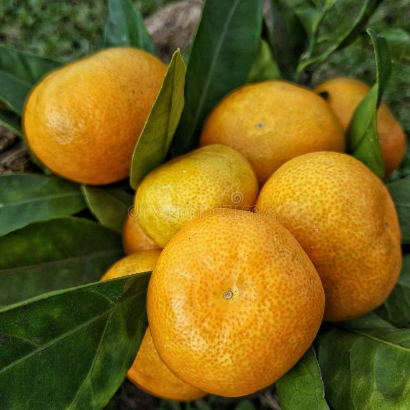 Bukett av mandariner arkivfoto. Bild av citrusfrukter - 105055022