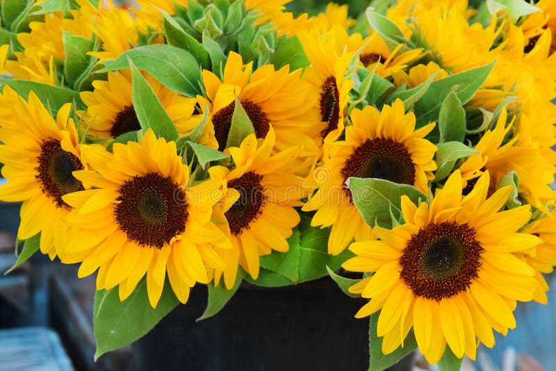 Bukett Med Dekorativa Solrosor Fotografering för Bildbyråer - Bild av ...
