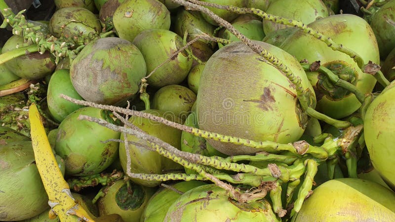 Buko De Coco Fresco Verde Y Joven Imagen de archivo - Imagen de joven ...