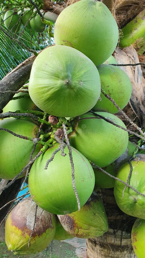 Frutas De Coco Verde Joven Listas Para Beber Foto de archivo - Imagen ...