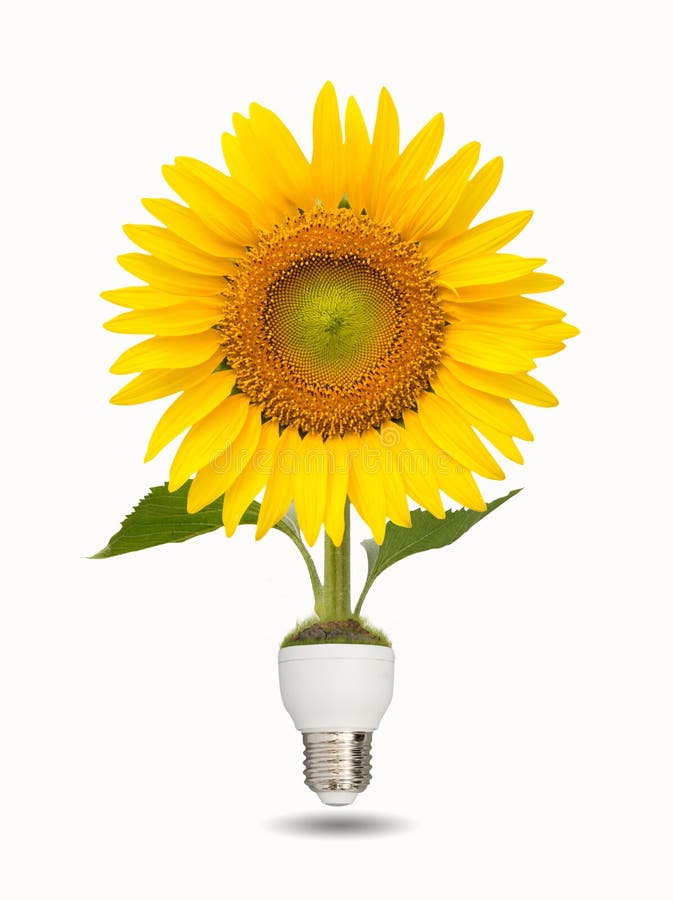 132 Light Bulb Sunflower Stock Photos - Free & Royalty-Free Stock ...