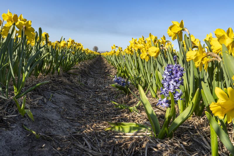 Wild Daffodils, Narcis - Narcissus Radiiflorus Stock Image - Image of ...