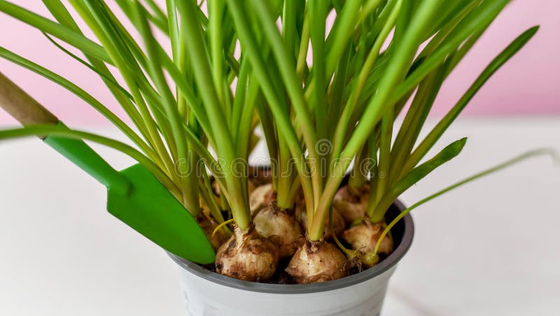 Bulb Flowers in a Pot. Planting Bulbous Flowers Stock Photo - Image of ... Bulb Flowers in a Pot. Planting Bulbous Flowers Stock Photo - Image of ...
