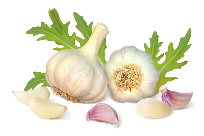 Bulb of Garlic. Isolated Vector Stock Illustration - Illustration of ...