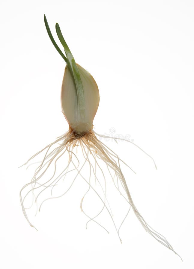 Bud plant and root stock photo. Image of growth, leaf - 8499870