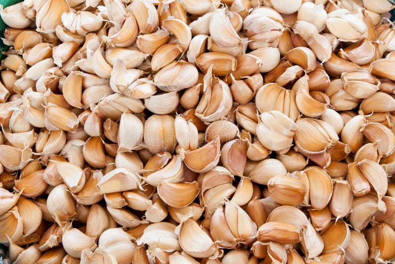 Bulb / Head of garlic stock photo. Image of health, freshness - 25651992