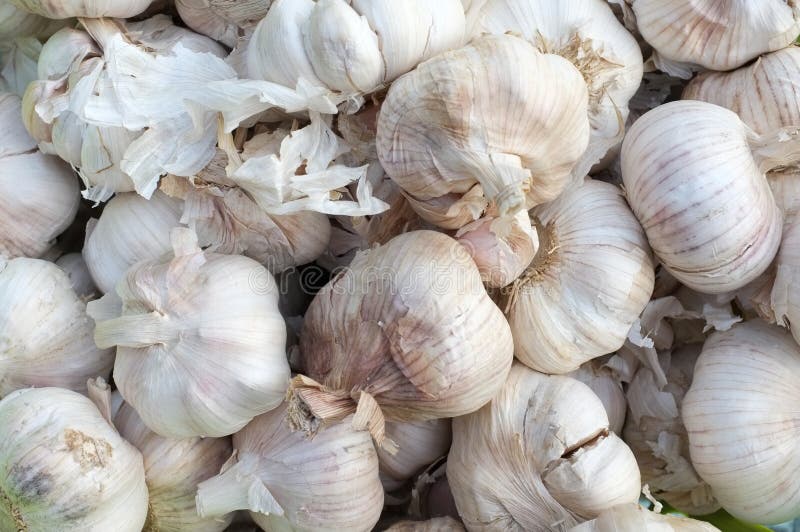 Bulb or Head of Thai Garlic Stock Image - Image of ripe, organic: 63865939