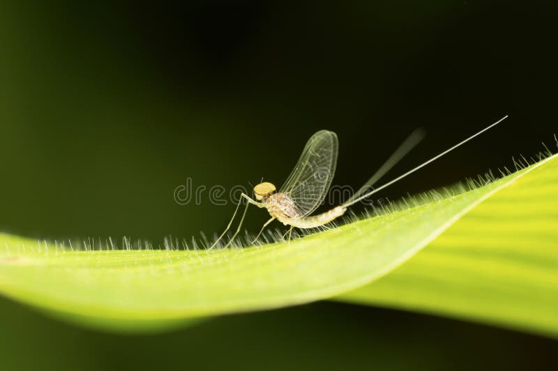 Ephemera danica larvae stock image. Image of holding - 145702023