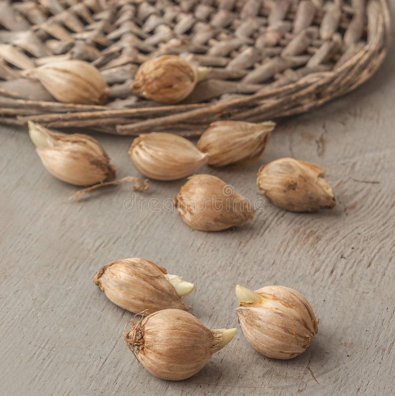 Bulb of Iris Reticulata on Gray Table Stock Image - Image of delicate ...
