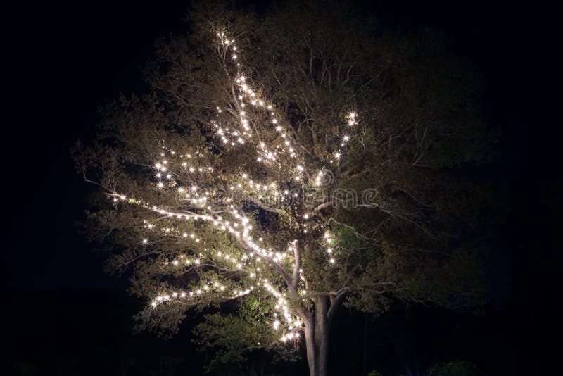 Bulb Lighting on Tree in Night Sky Background. Stock Image - Image of ...