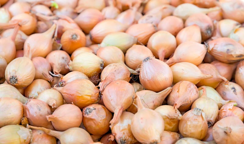 Bulb onion. stock photo. Image of natural, plant, group - 51676498