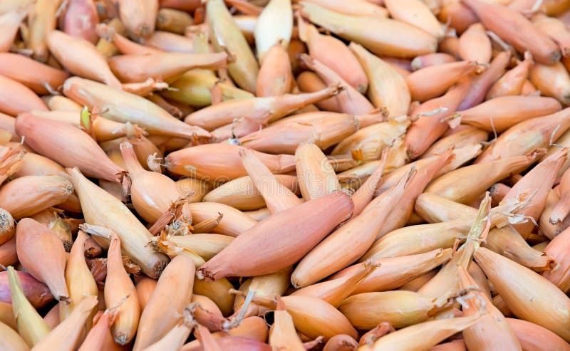 Bulb Onion an Elongated Shape. Stock Photo - Image of background ...