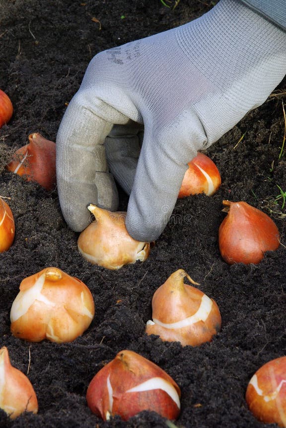 Bulb planting stock photo. Image of grow, outdoor, bulb - 12046084