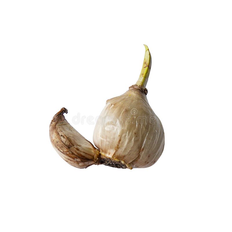 Bulb Root Botanical Daffodil Planting Garden Isolated White Background ...