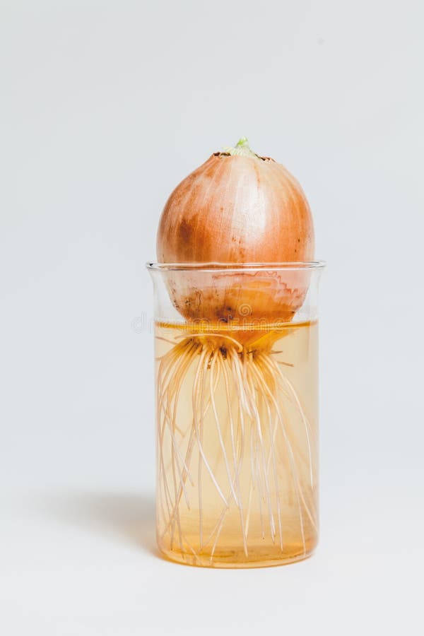 Bulb with Roots in Glass Beaker Stock Image - Image of domestic ...