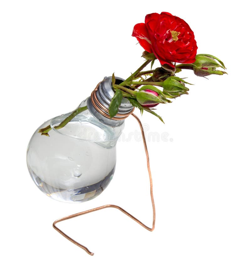 Light Bulb with Beautiful Rose Flower. Stock Image - Image of nature ...