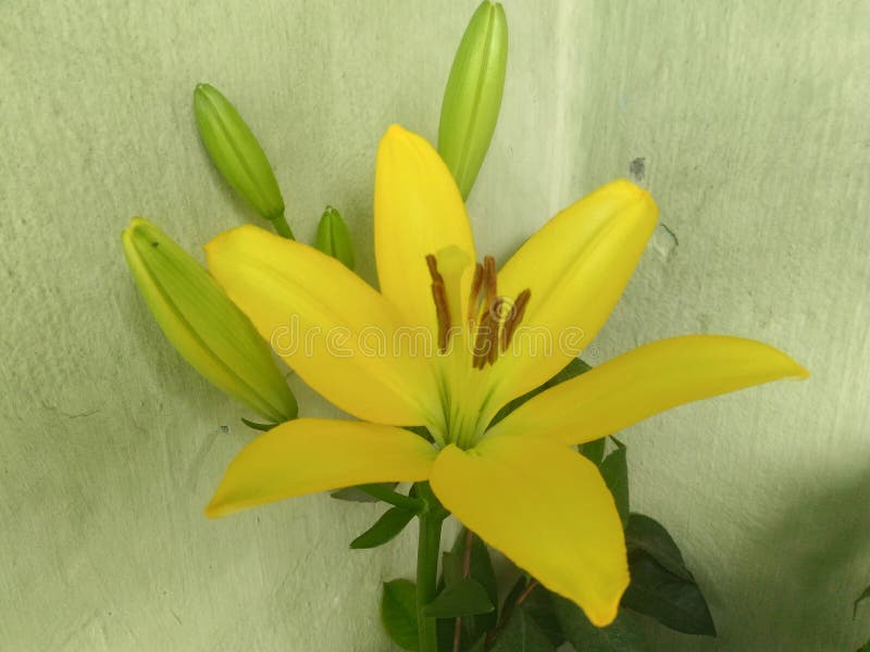 Bulb yellow flowers stock photo. Image of flowers, yellow - 95242678