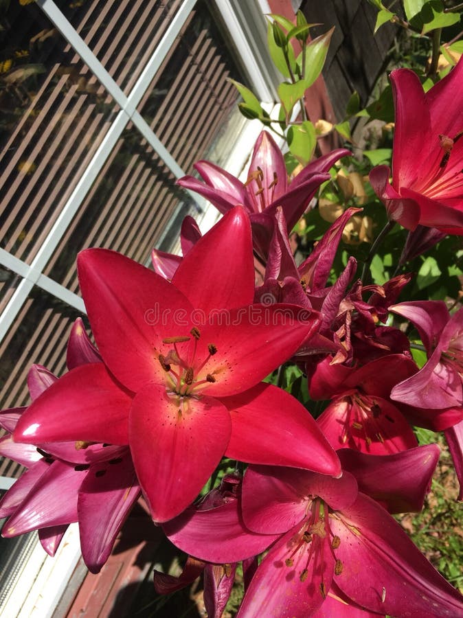 Lily love stock photo. Image of lily, flowers, bulbed - 105053020