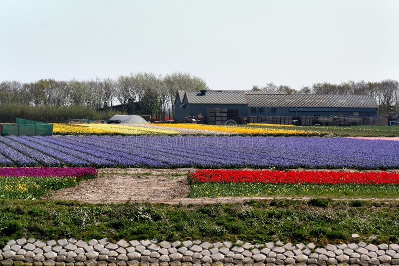 Bulbfields in Holland stockbild. Bild von bauernhof, niederlande - 17846327