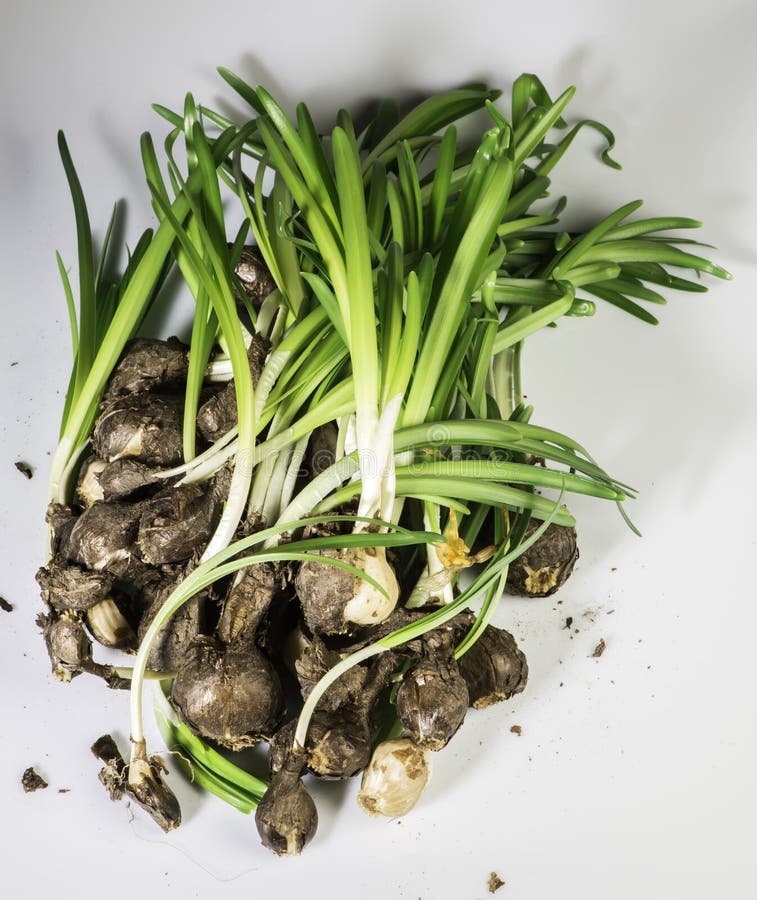 Bulbi fotografia stock. Immagine di foglio, crescere - 37901204