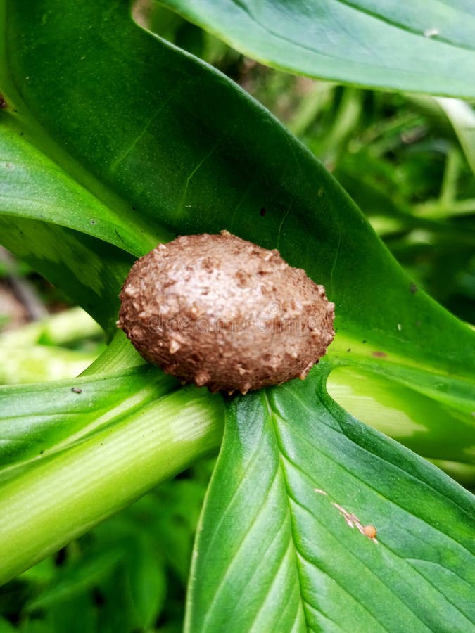 Bulbil (or Called Frog), the Fruit of Porang (konjac) Cultivation Stock ...