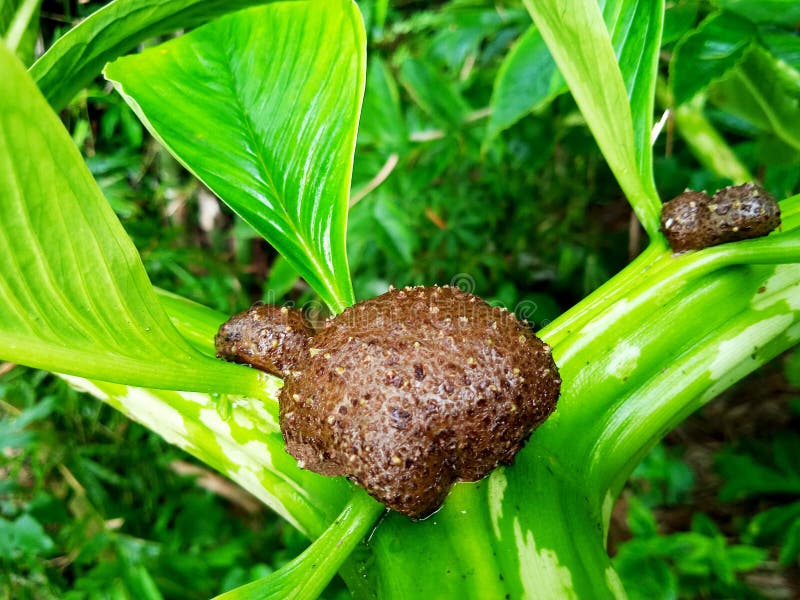Bulbil (or Called Frog), the Fruit of Porang (konjac) Cultivation Stock ...