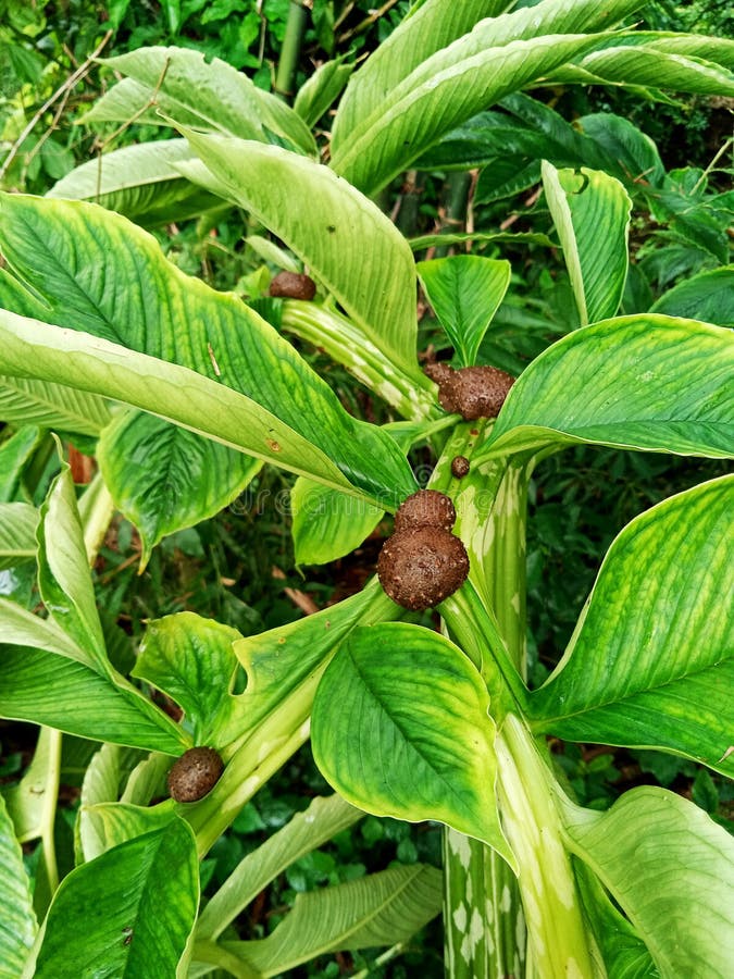 Bulbil (or Called Frog), the Fruit of Porang (konjac) Cultivation Stock ...