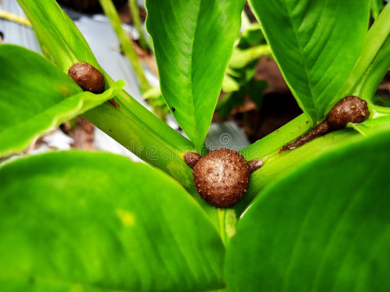 Bulbil (or Called Frog), the Fruit of Porang (konjac) Cultivation Stock ...