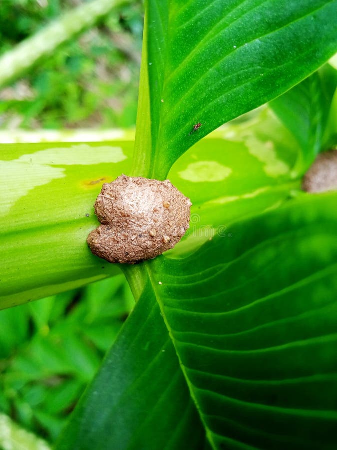 Bulbil (or Called Frog), Fruit Produced from the Cultivation of Porang ...