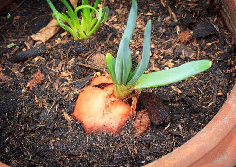 Bulbo Creciente De La Cebolla Con Los Brotes Verdes Frescos Foto de ...