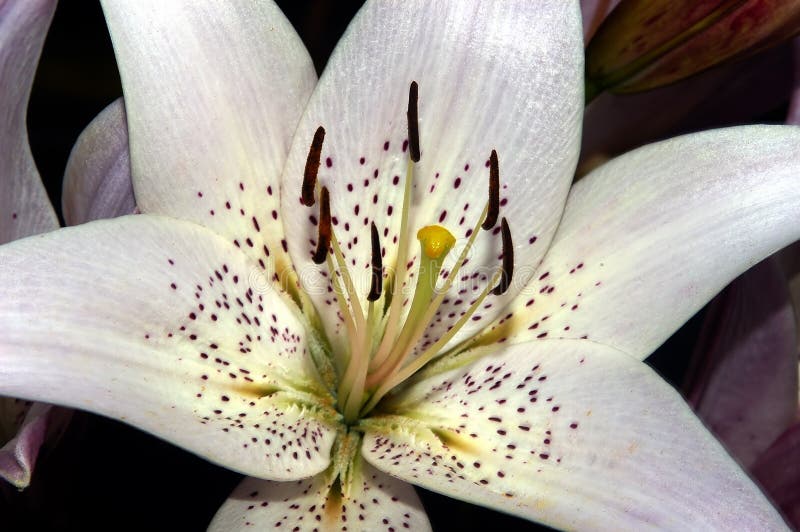 Bulbo de flor foto de archivo. Imagen de hojas, belleza - 1714278