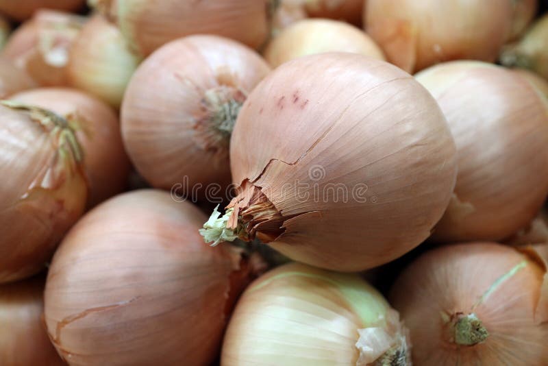 Bulbo de la cebolla imagen de archivo. Imagen de amarillo - 77676655